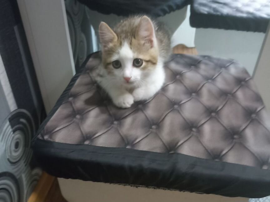 Трехцветный котенок