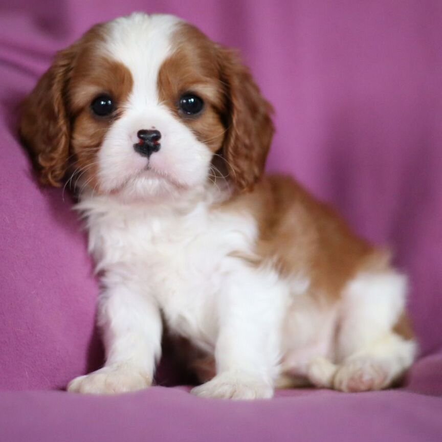 Кавалер Кинг Чарльз Спаниель