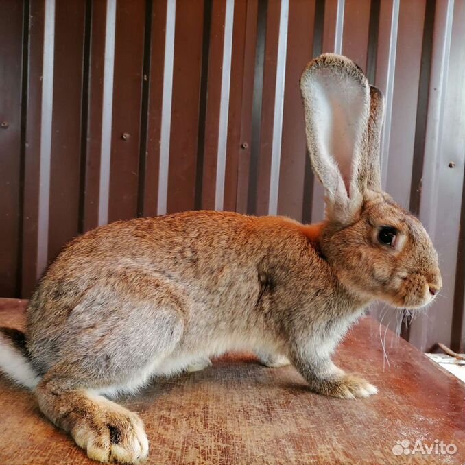 Кролики фландр и ризен