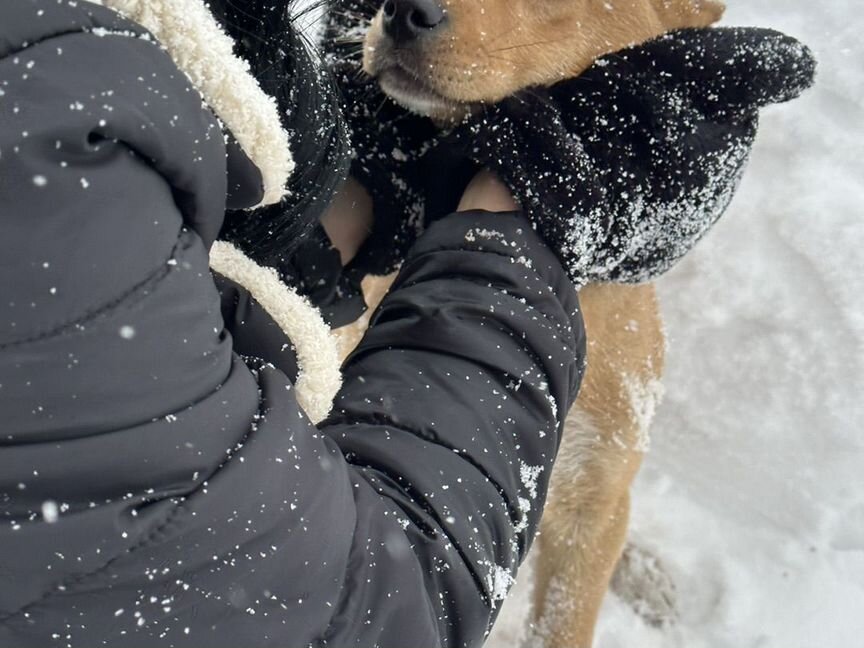 Щенки в добрые руки