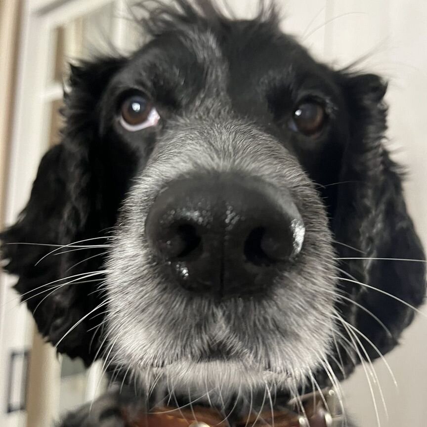 Русский спаниель вязка