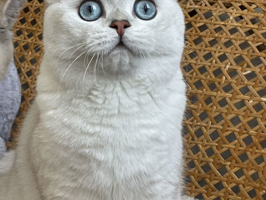 Синеглазая шиншилла девочка