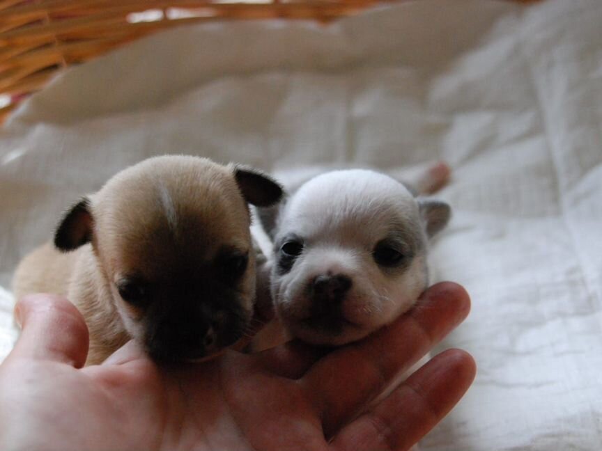 Будут Маленькие собачки