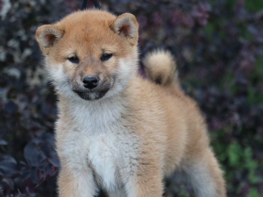 Сиба ину (Шиба ину) девочка