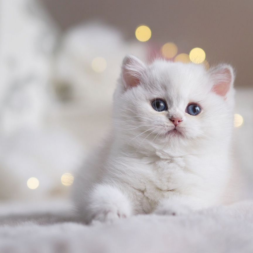 Котенок британская золотая шиншилла