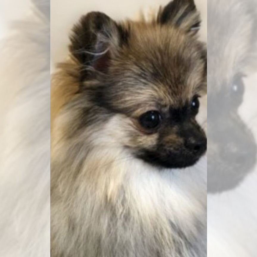 Померанский шпиц, взрослая собака