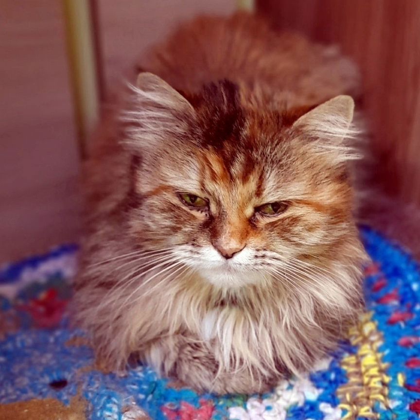 Кошечка Малинка