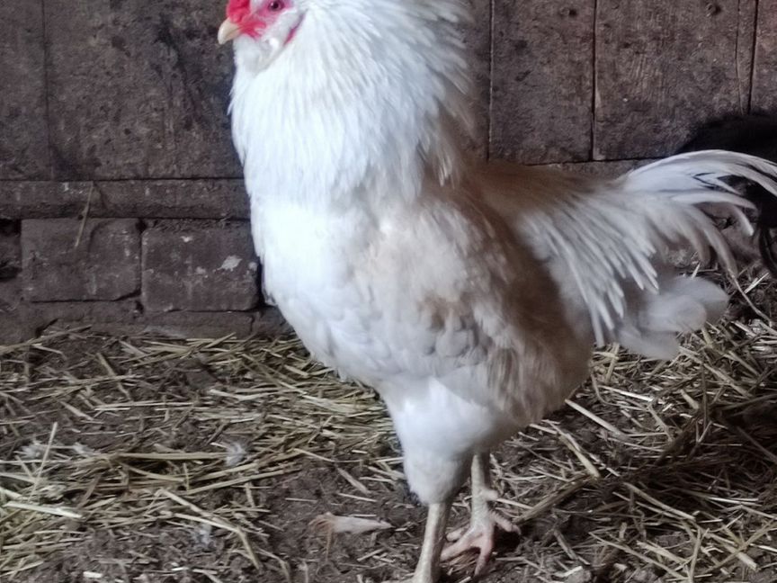 Петухи Амераукана, Сильверудд