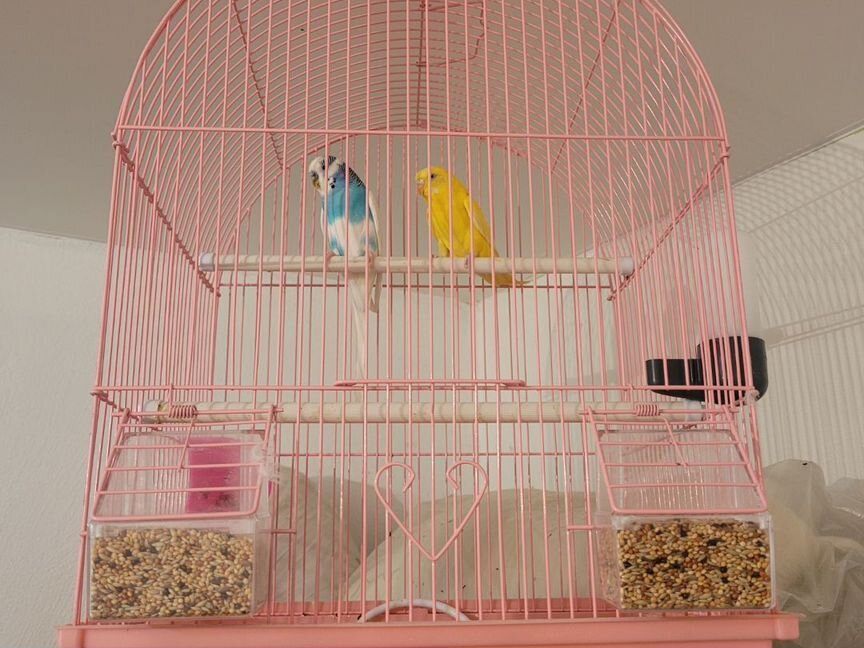 Папугайчики