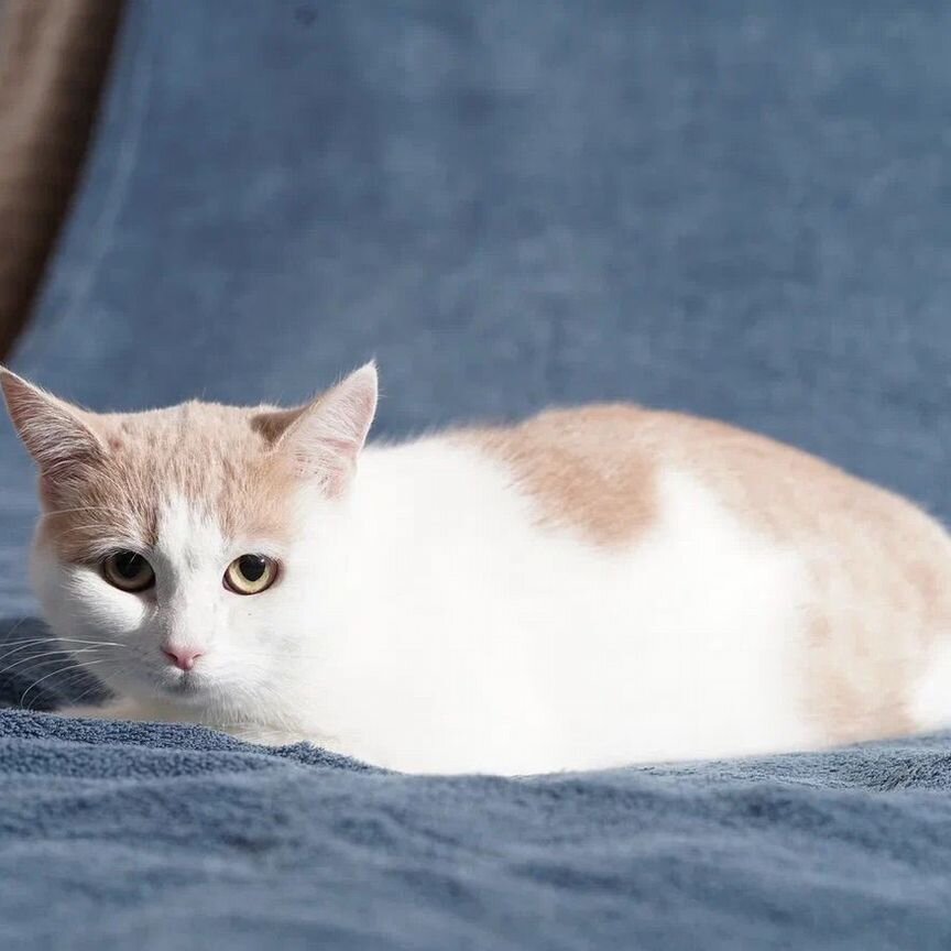 Плюшевая булочка в поиске дома