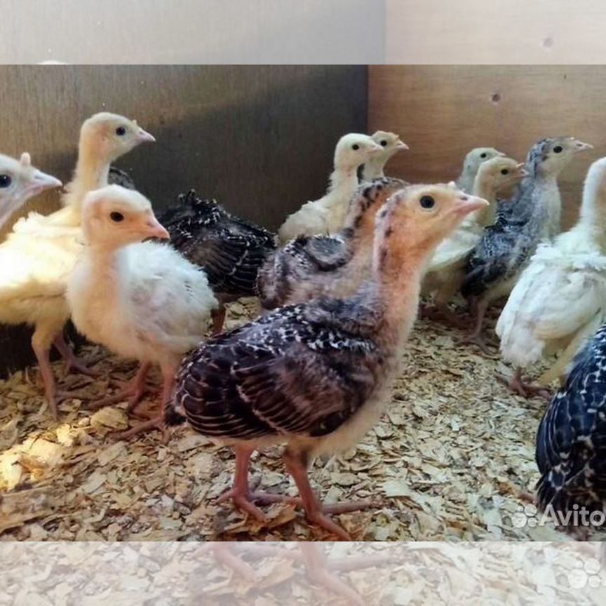 Продам индюшат
