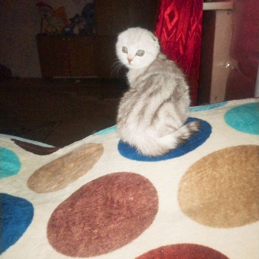 Британские вислоухие котята