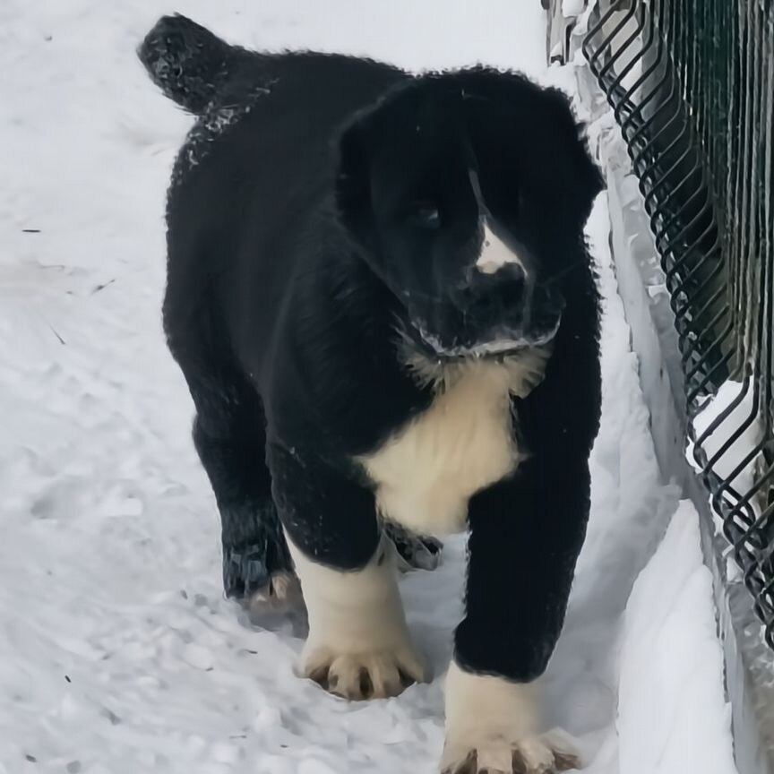 Среднеазиатская овчарка, щенок