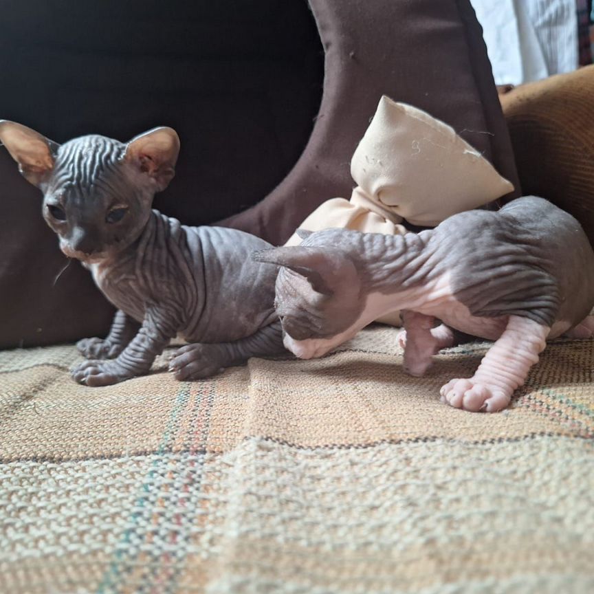 Канадский сфинкс котята