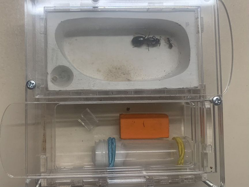 Camponotus ligniperda с инкубатором