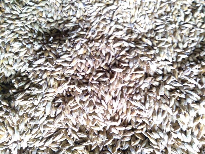 Ячмень, зерносмесь