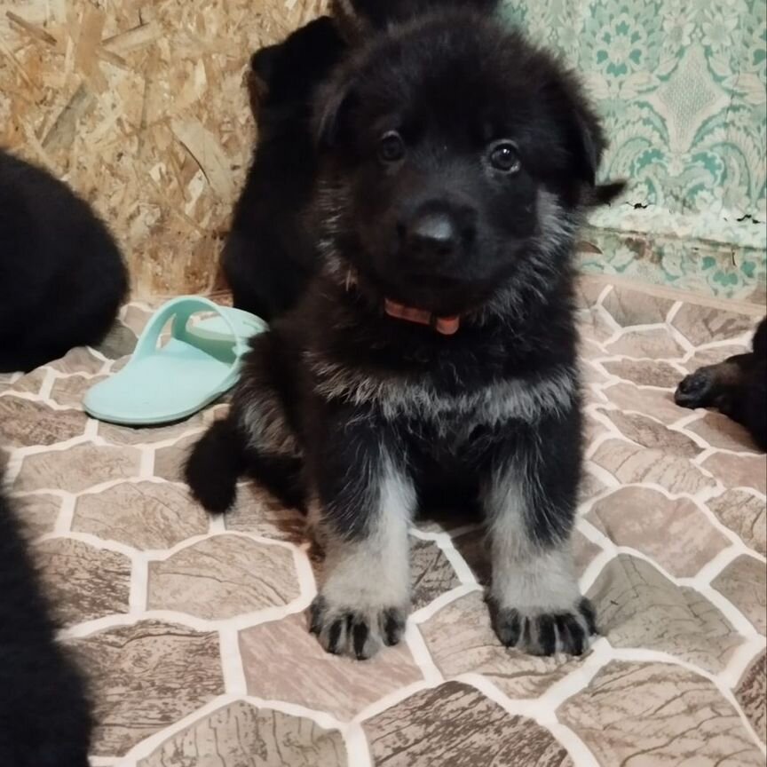 Восточноевропейские овчарки