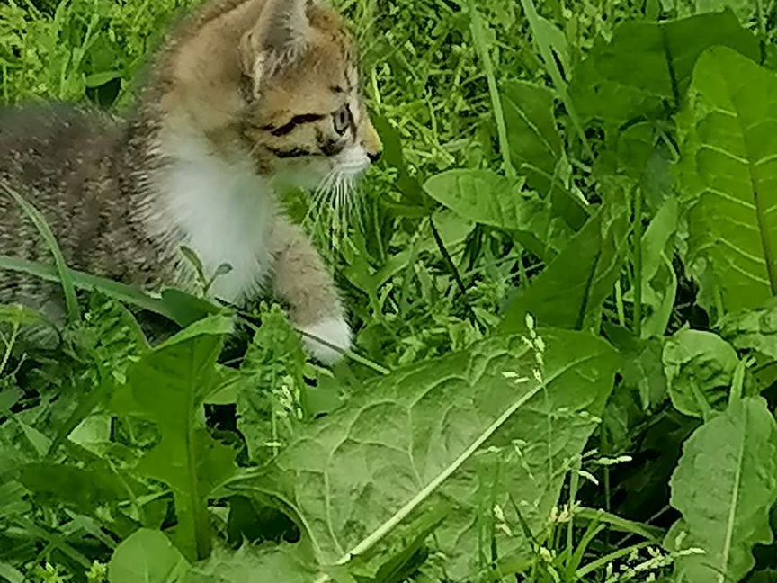 Котята в дар бесплатно