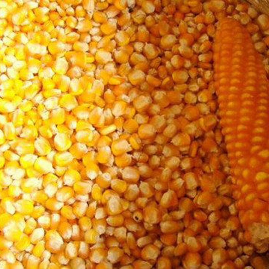 Кукуруза зерно оптом от 30 тн
