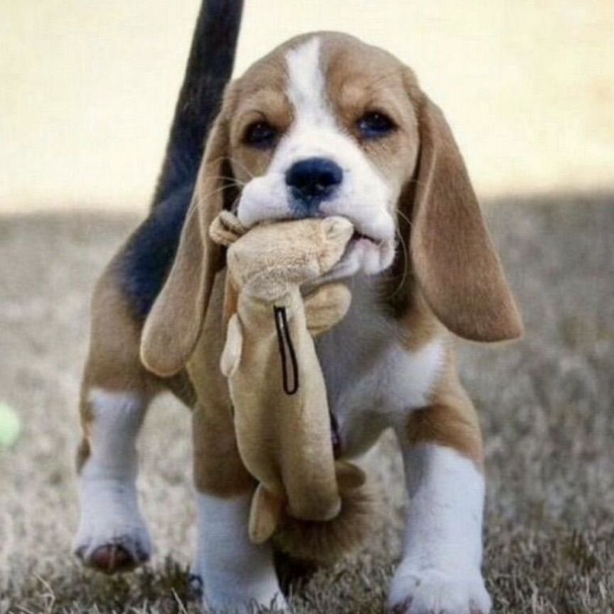 Бигль, щенок