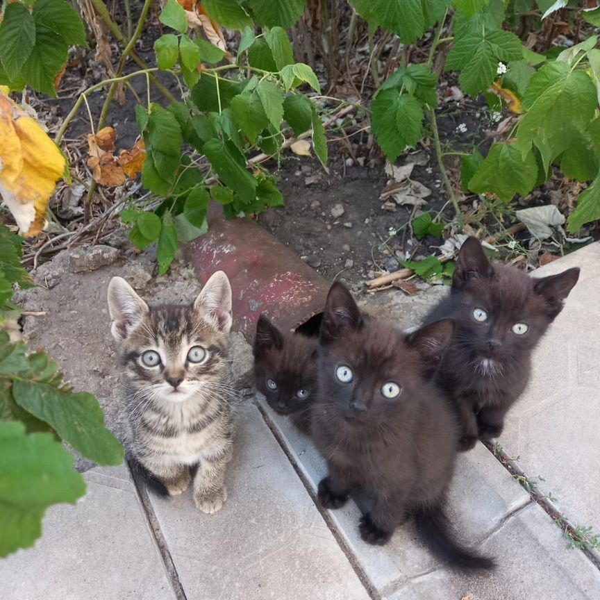 Котята в добрые руки 1,5 месяца