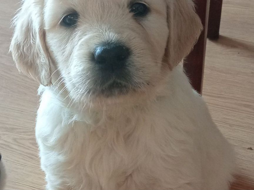 Щенки золотистого ретривера