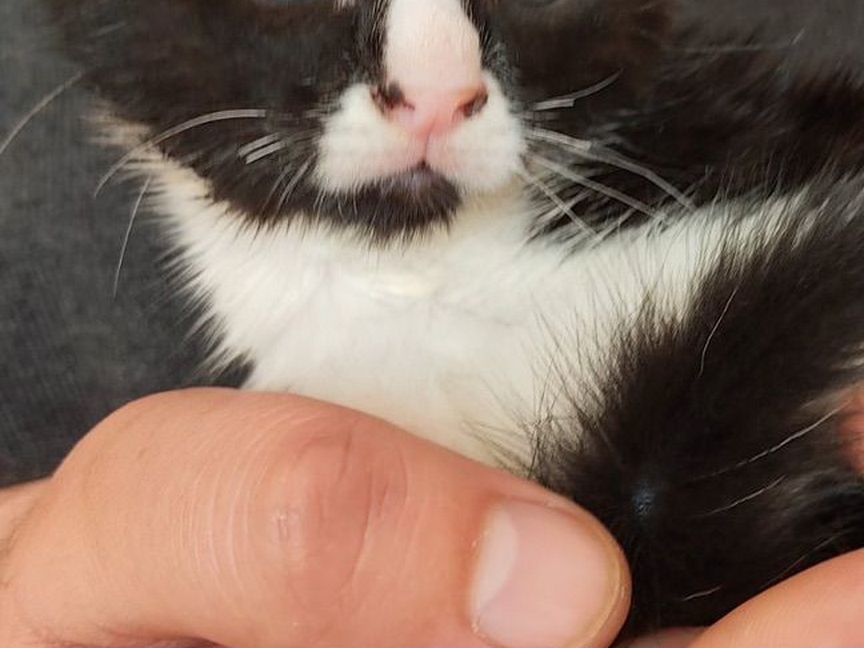 Котята в добрые руки бесплатно