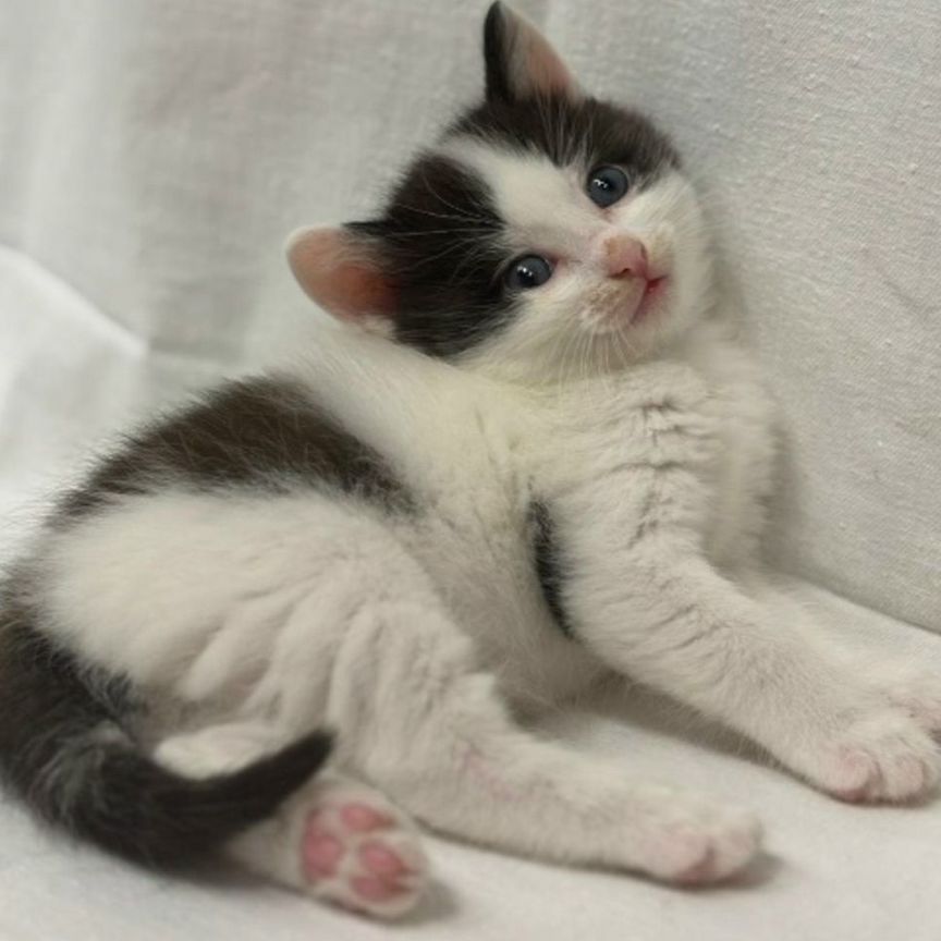 Котёнок в добрые руки