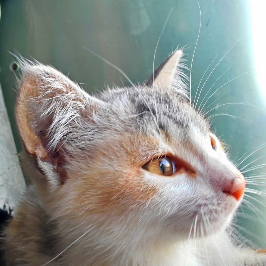 Котята котёнок