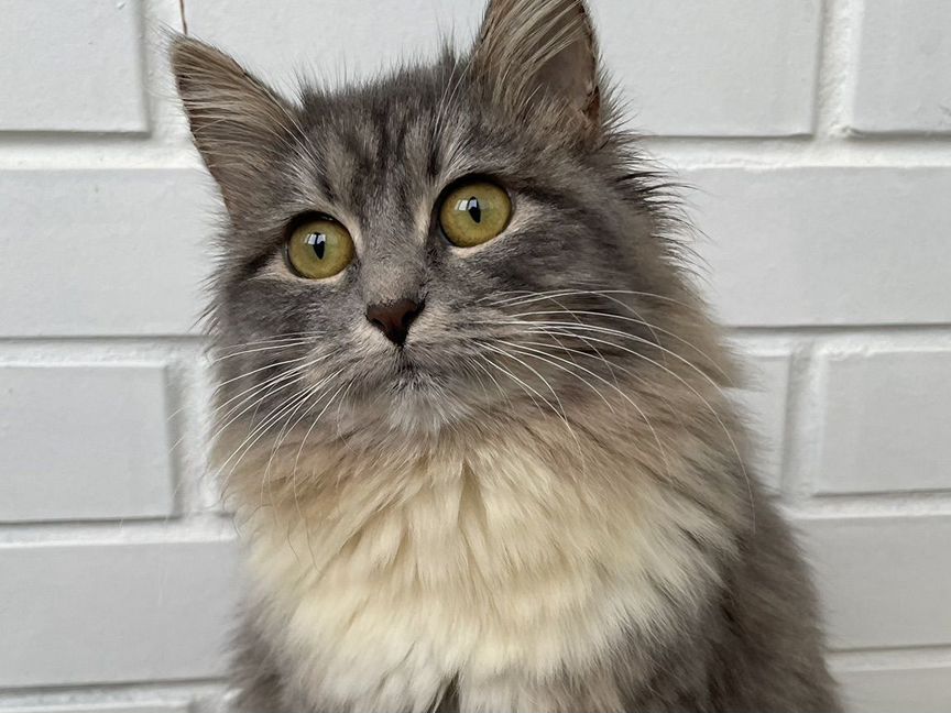 Скарлетт в добрые руки