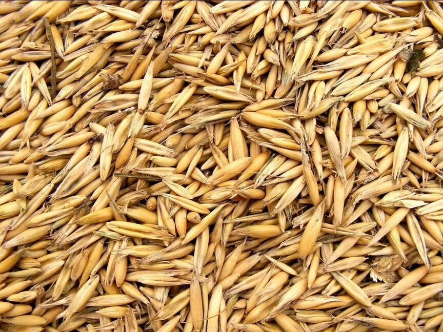 Зерносмесь подсолнечник