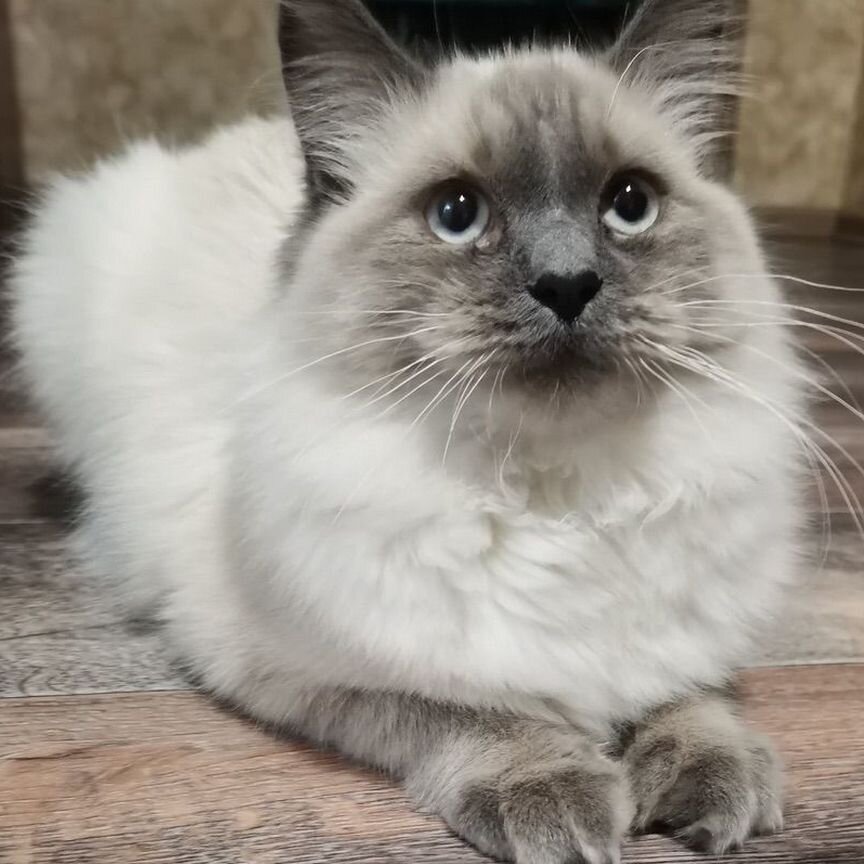 Рэгдолл, взрослый кот