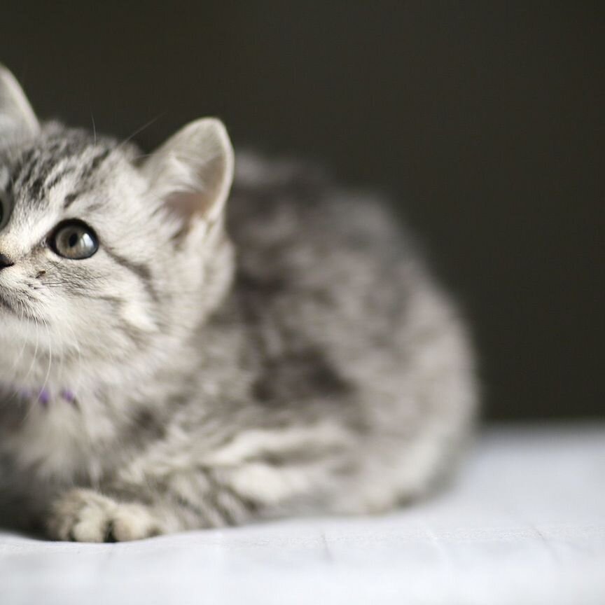 Шотландские прямоухие котята