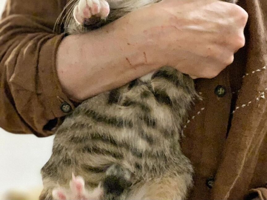 Котенок Мусик-обнимусик