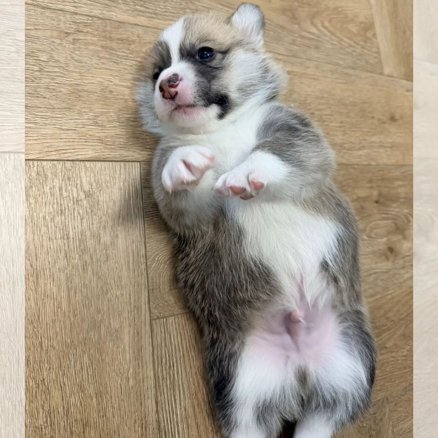 Вельш Корги Пемброк, щенок