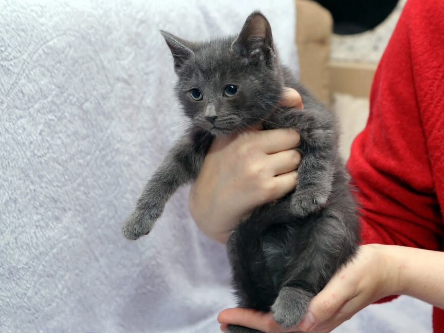 Котенок Мартин в добрые ручки