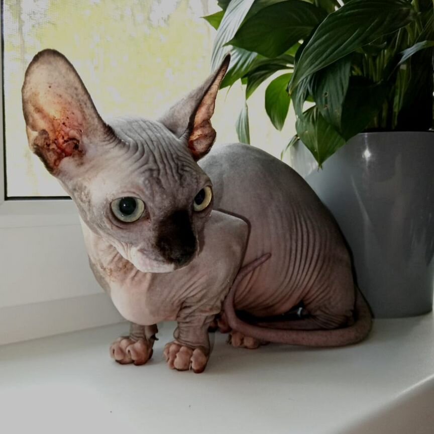 Бамбино. Канадский сфинкс