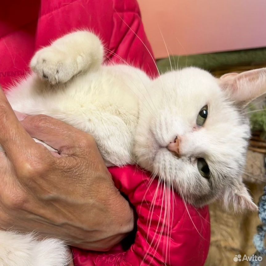 Ласковая кошка, привита, стерил., 5 лет