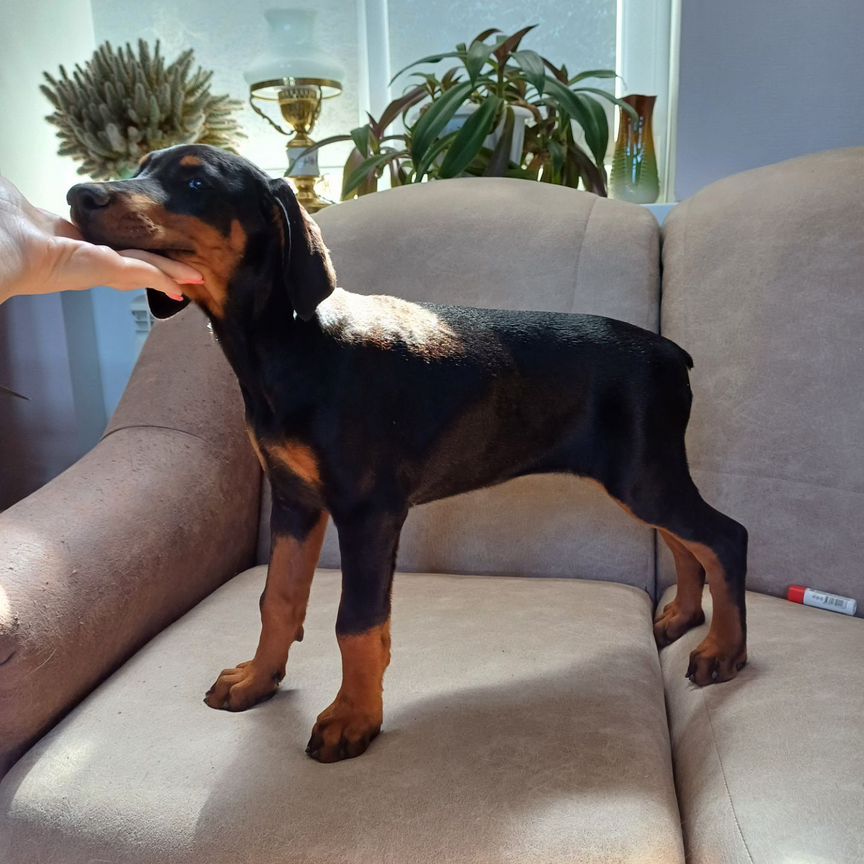 Щенки добермана