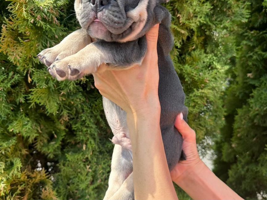 Французский бульдог щенки изабеллагенные