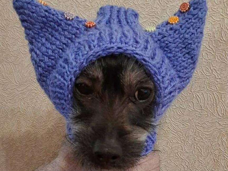 Шапочка для собаки