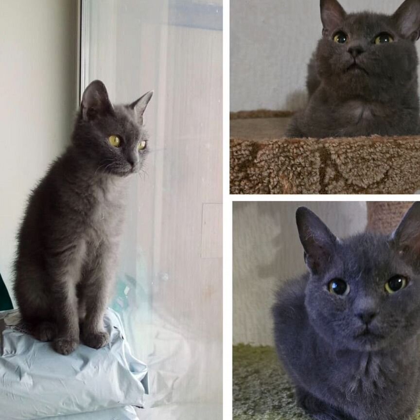 Русский голубой котёнок