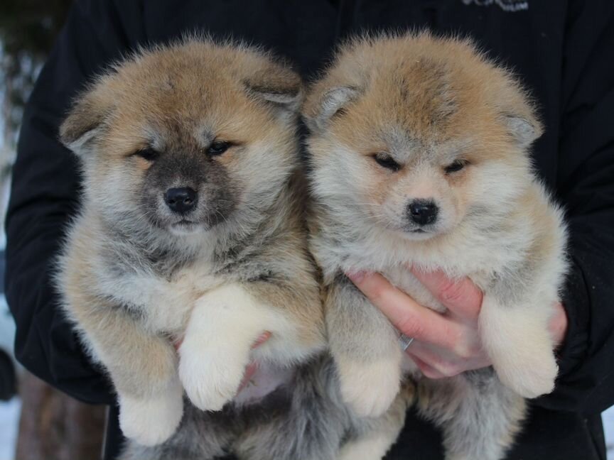 Акита Ину щенки