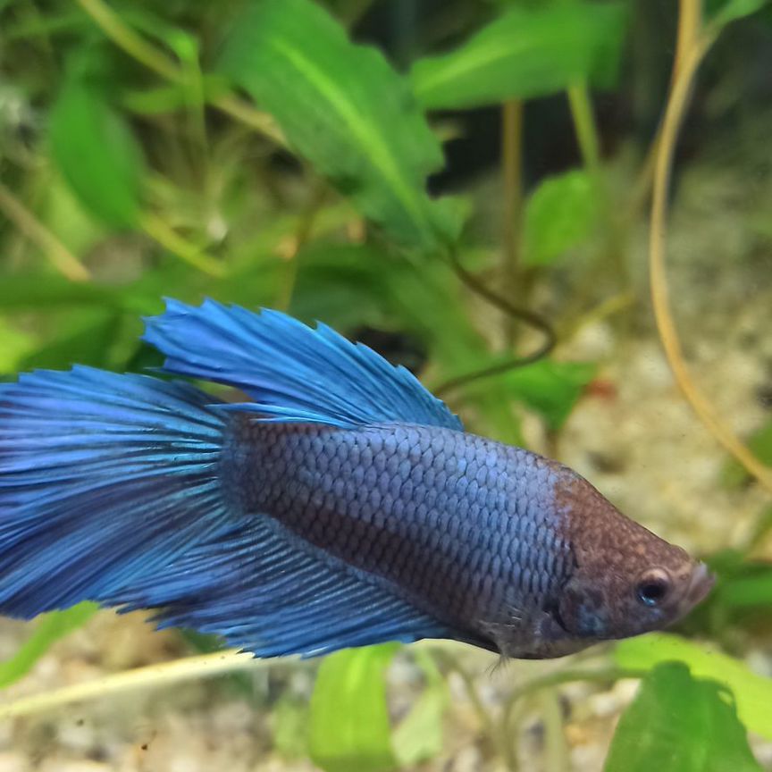 Бойцовые рыбки. Петушки