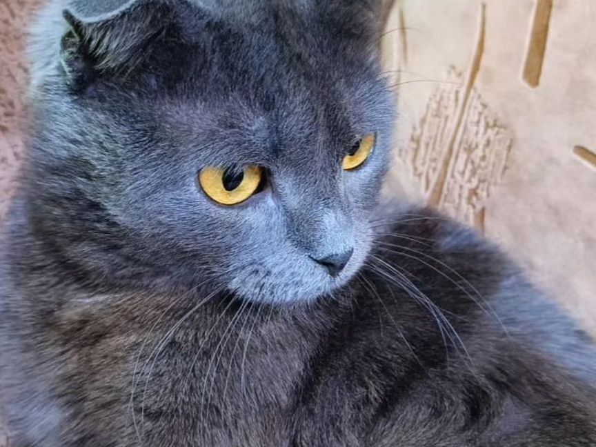 Брошенная британская кошечка в дар