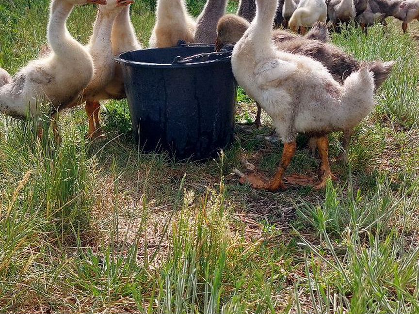 Гусята гибрид Большой львиной головы