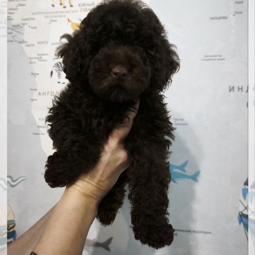 Той-пудель, щенок