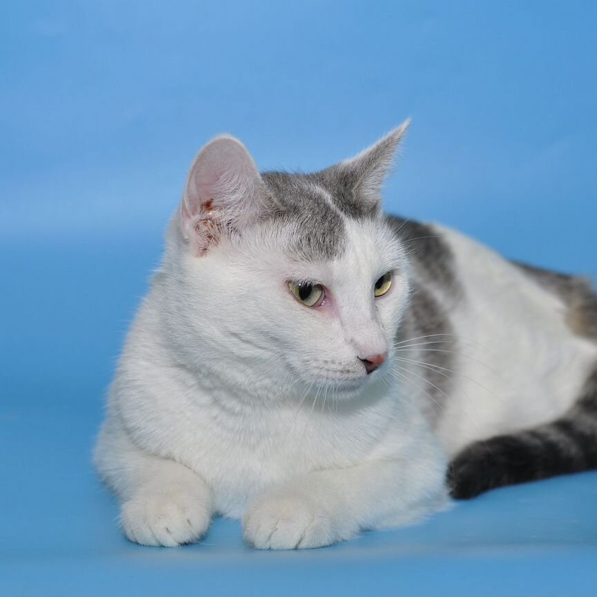 Нежная и ласковая молодая кошечка Бася