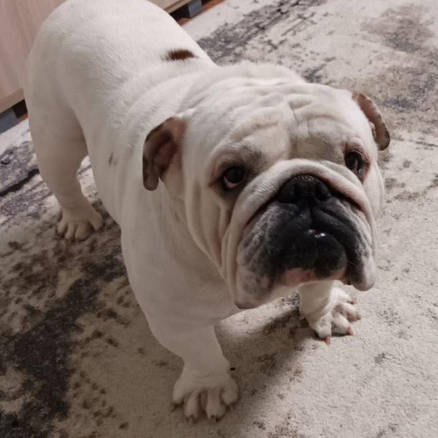 Английский бульдог