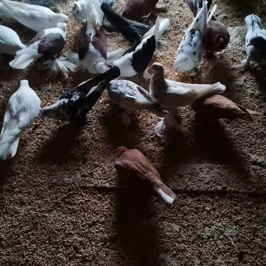Продаю голубей